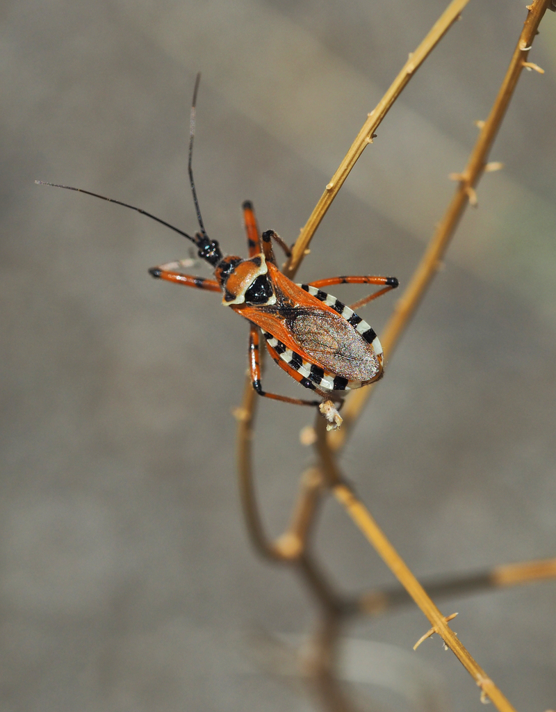 Spotted Assassin Bug from Sudats'ka, UA-KR, UA on July 23, 2022 at 11: ...