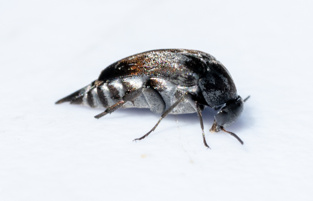Tumbling Ragdoll from Crawford County, OH, USA on July 21, 2022 at 10: ...