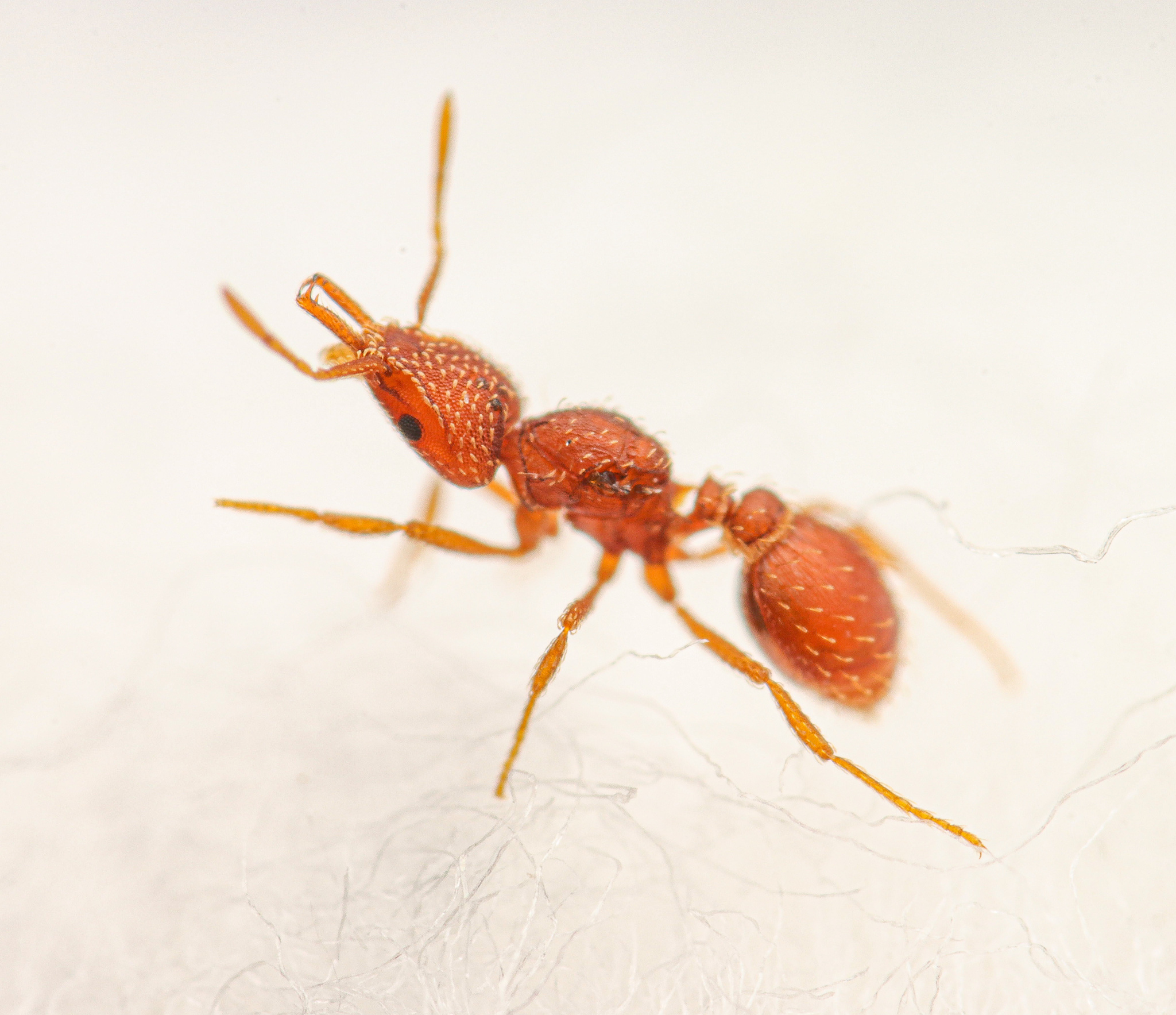 Strumigenys louisianae Roger, 1863