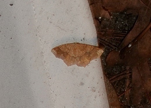 Oak Besma Moth from 963 Carol Ave, Cape May, NJ 08204, USA on July 25 ...