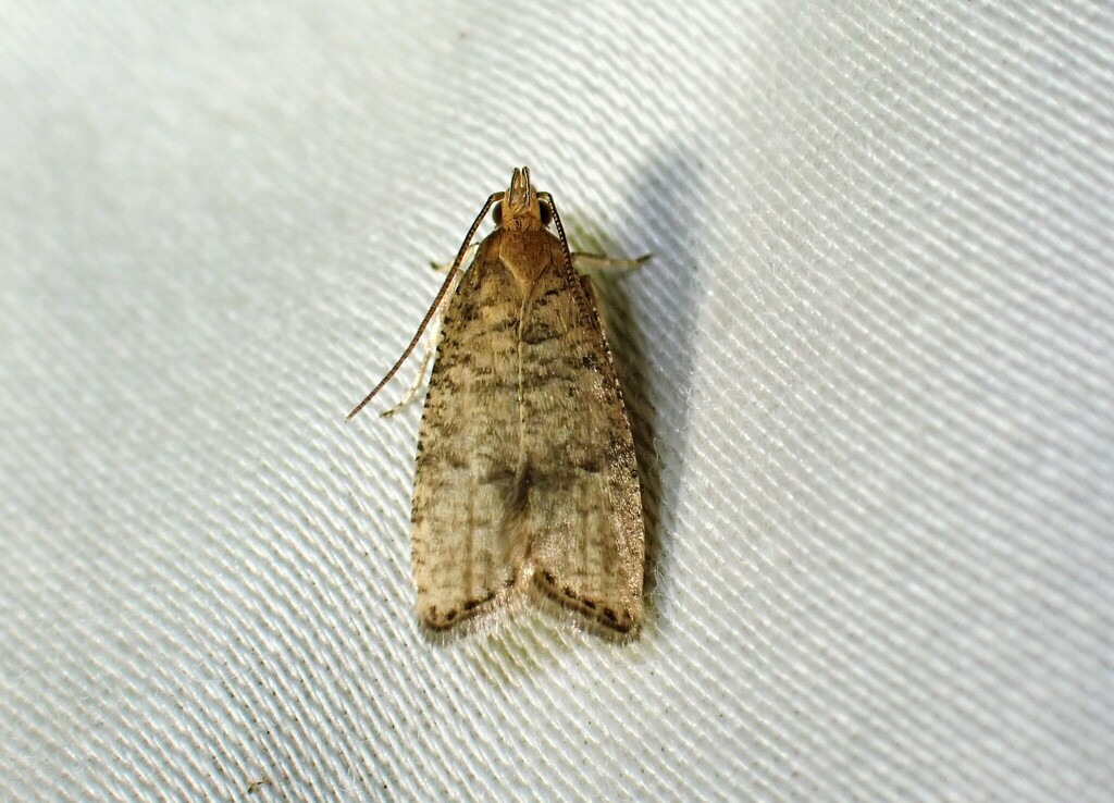 Oak Leaftier Moth from Gaspésie, de la, La Haute-Gaspésie, Québec ...