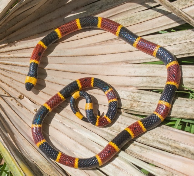 Eastern Coralsnake from Victoria Gardens, DeLand, FL 32724, USA on ...