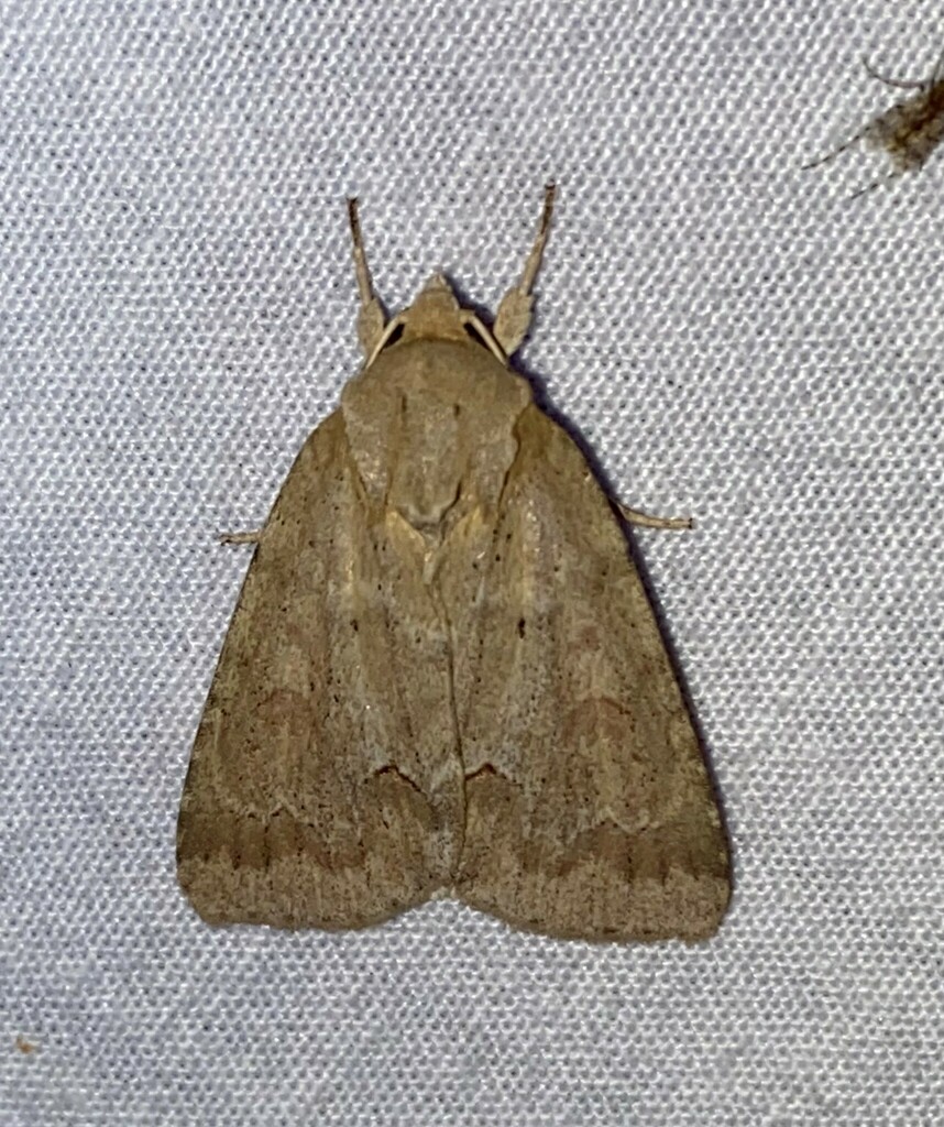 River Birch Dagger from Goose Shoals, Lauderdale County, AL, USA on ...