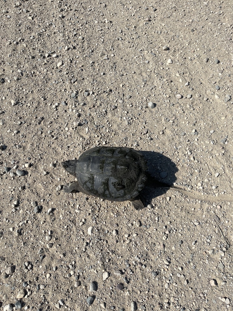 Common Snapping Turtle from 280th Ave, Spencer, IA, US on July 20, 2022 ...