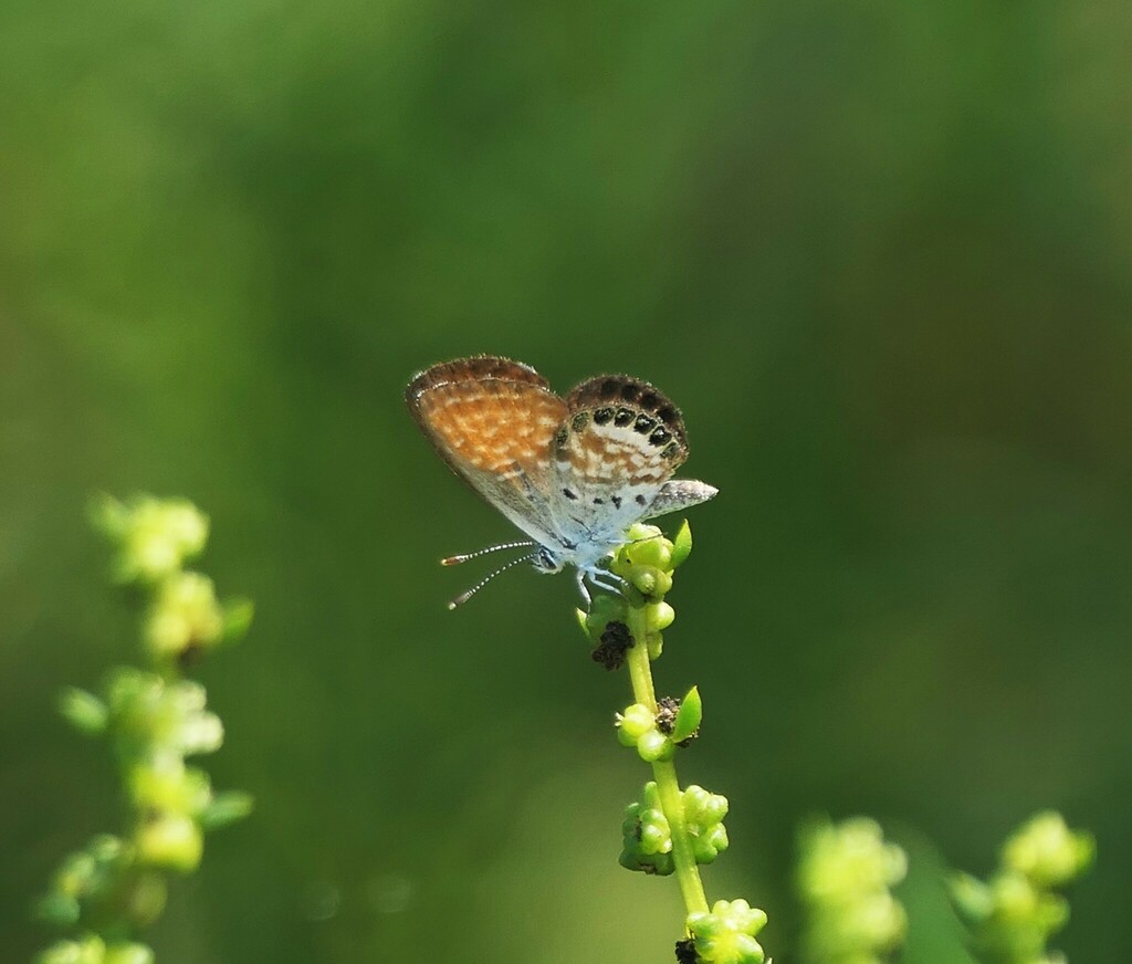 Common Western Pygmy Blue from Pinellas County, FL (Fort De Soto Park ...