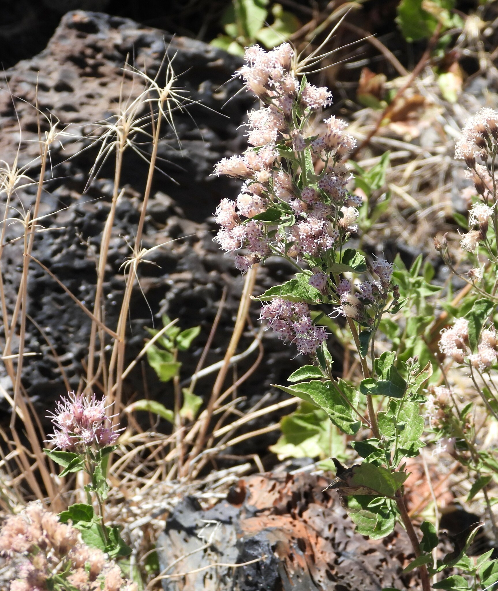 Ageratina occidentalis (Hook.) R.King & H.Rob.