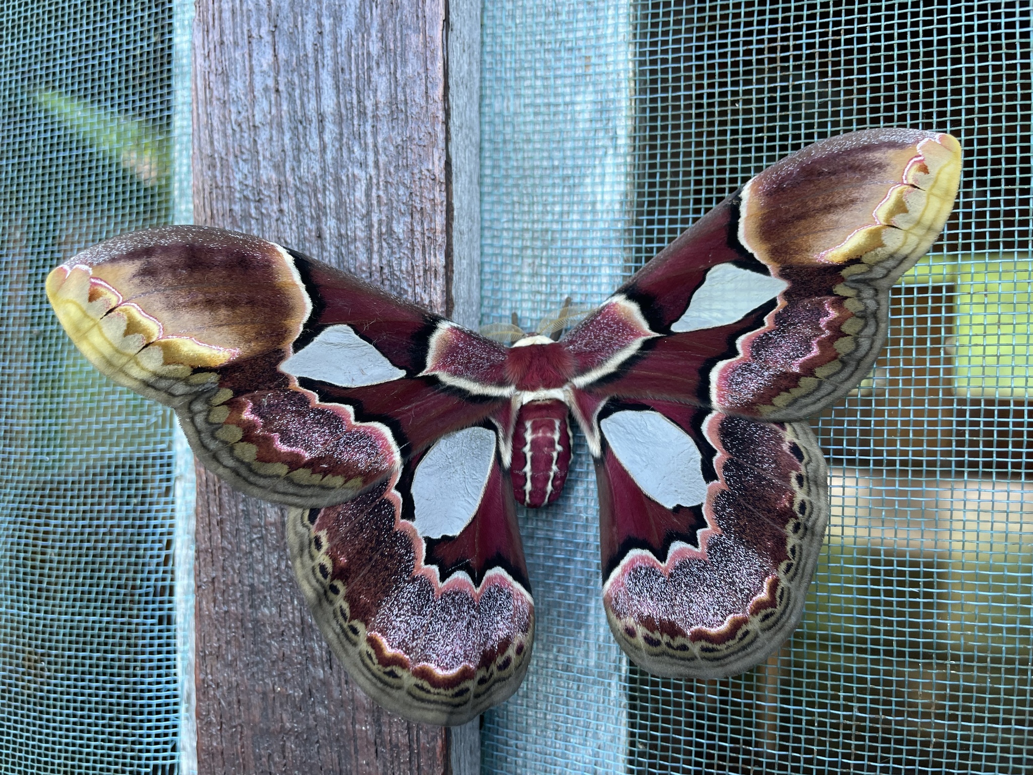 Rothschildia erycina Shaw