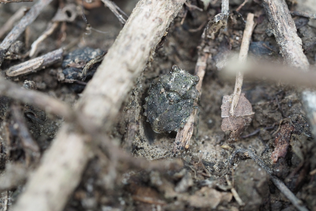 Big-eyed Toad Bug from Norco, LA, US on July 24, 2022 at 03:22 PM by ...