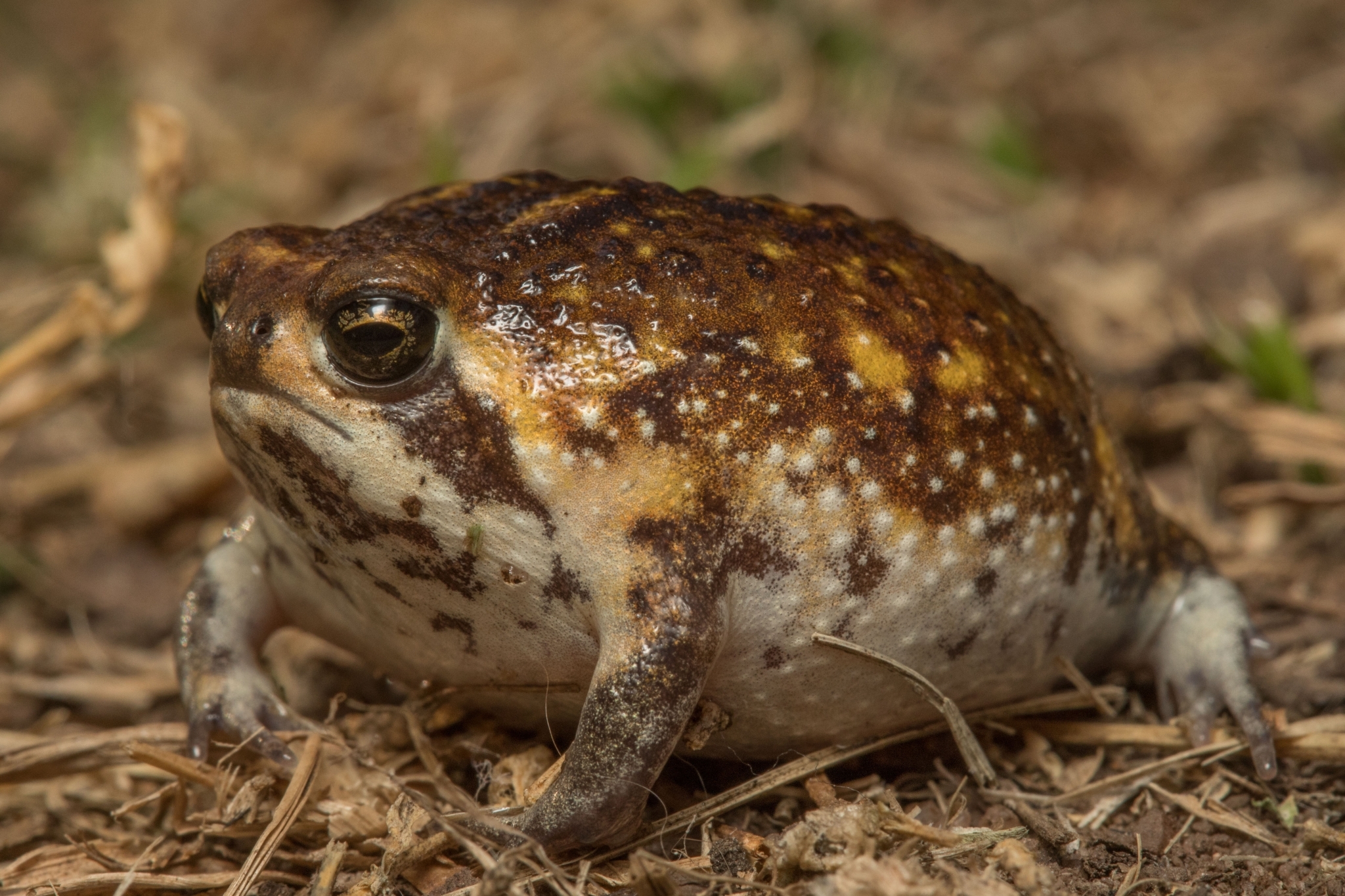Breviceps adspersus Peters, 1882