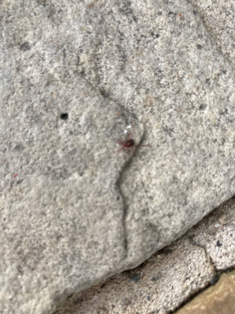 Trombidiform Mites from Islay, Isle Of Islay, Scotland, GB on July 25 ...