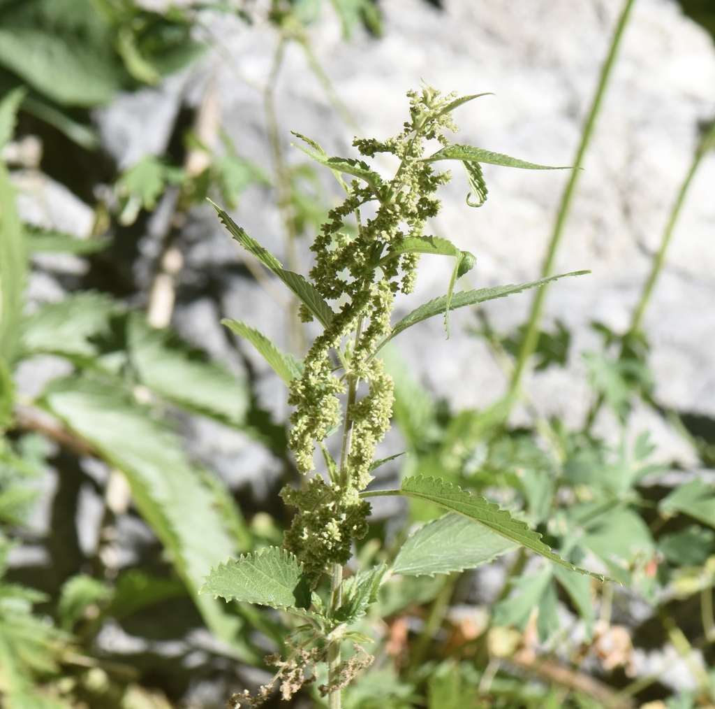 hoary nettle from Mt Charleston, NV 89124, USA on July 24, 2022 at 10: ...