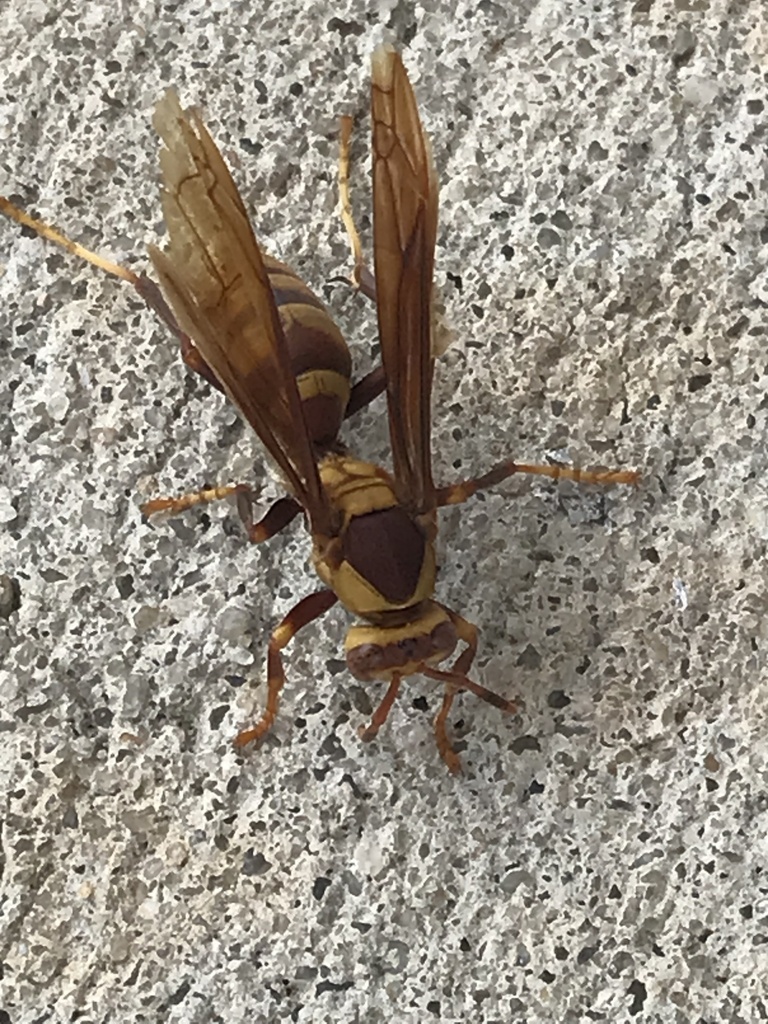 Polistes major major from Pinellas Trail, Saint Petersburg, FL, US on ...
