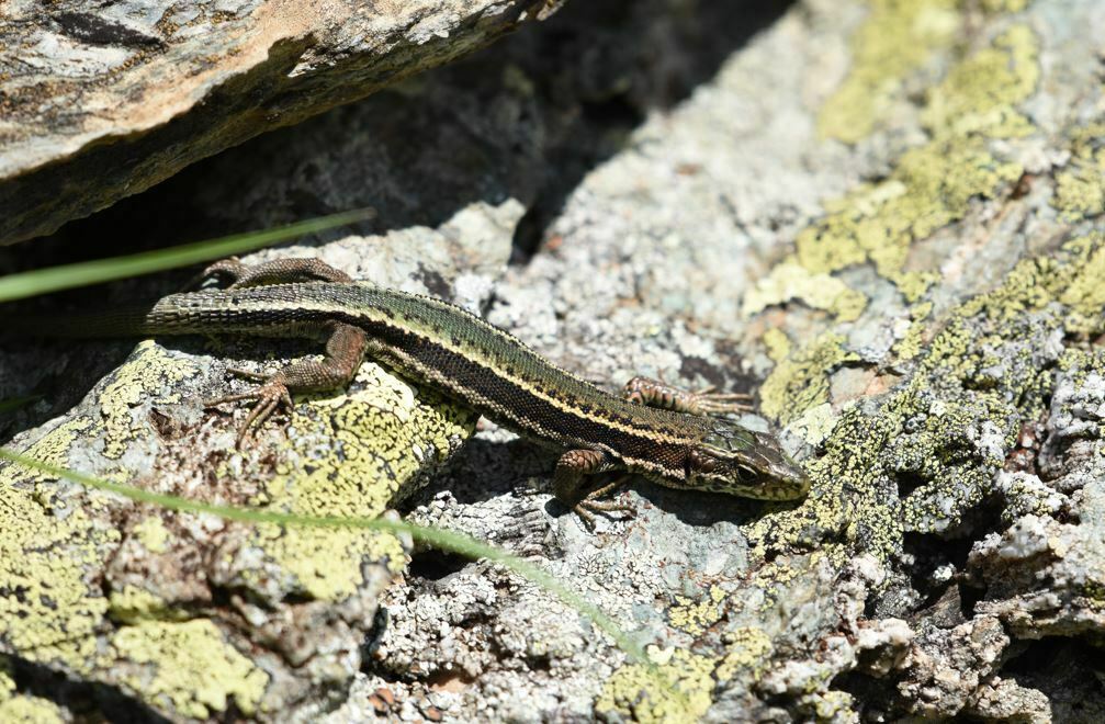 Aran Rock Lizard in July 2022 by marinepezin. 14 individus · iNaturalist