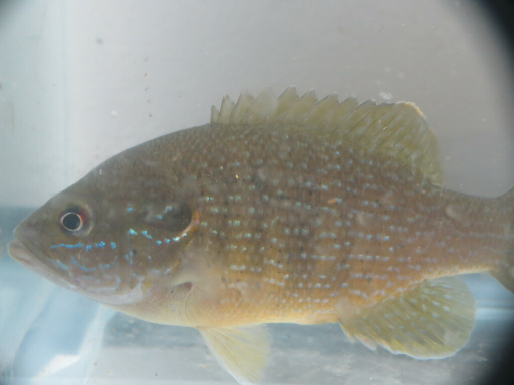 Green Sunfish from Rockford, IL, USA on July 25, 2022 at 12:35 PM by ...