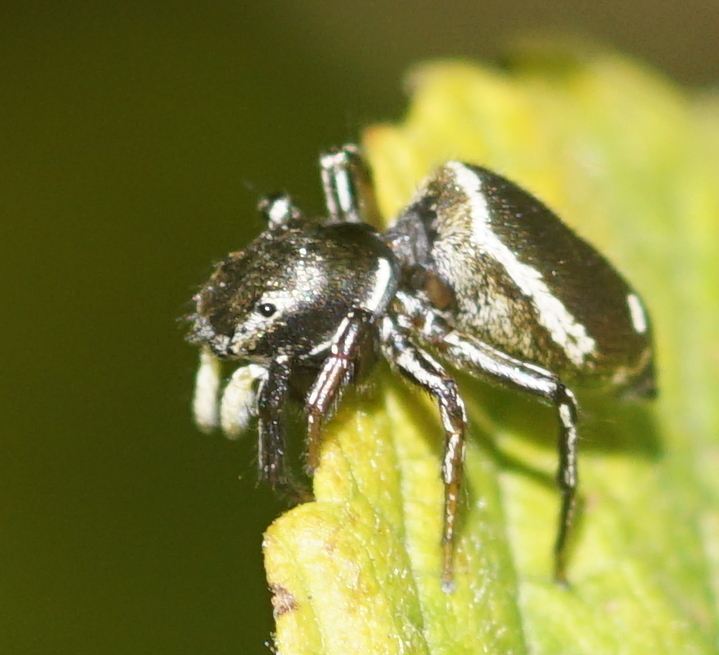 Heliophanus aeneus (Hahn, 1832)