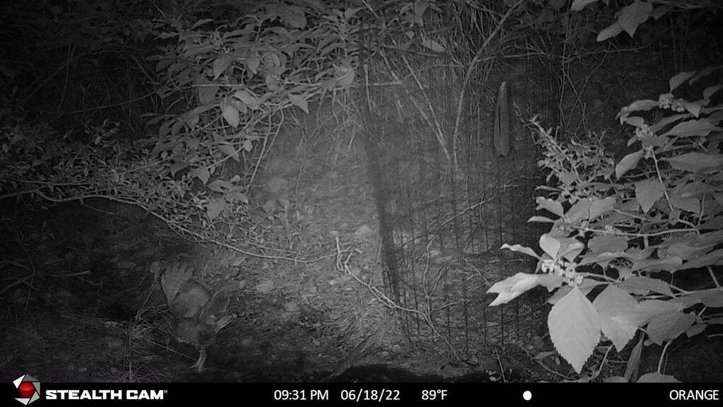 Eastern Screech-Owl in June 2022 by Jon Weizenbaum · iNaturalist