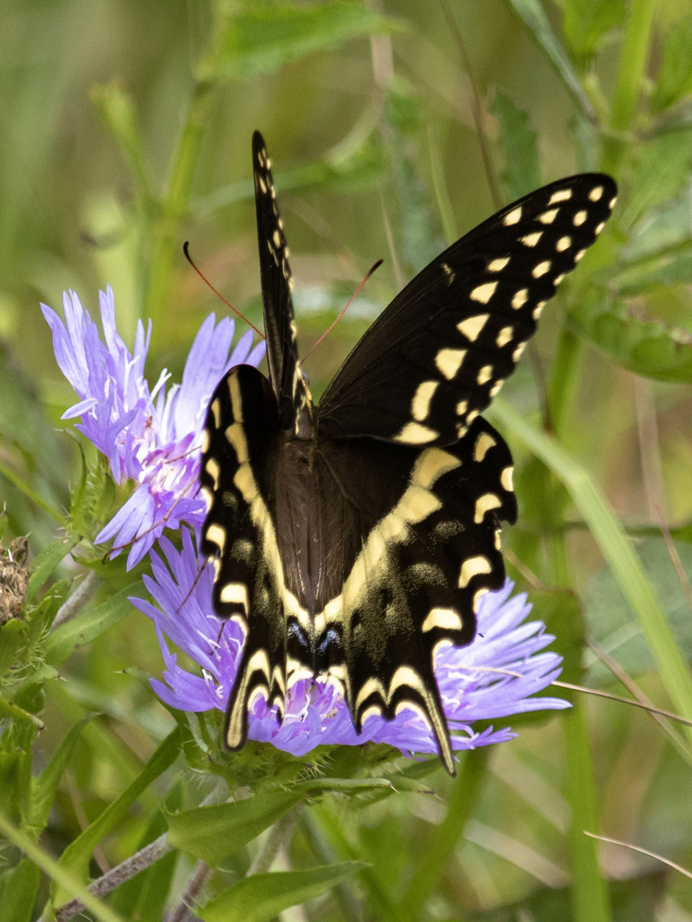 Palamedes Swallowtail from Lagoon Etc. on July 25, 2022 at 11:34 AM by ...
