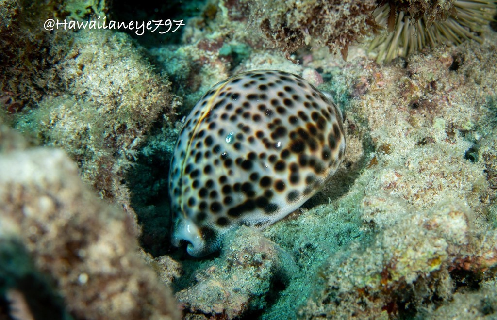 Tiger Cowry from Mākaha, HI 96792, USA on July 23, 2022 at 09:03 AM by ...