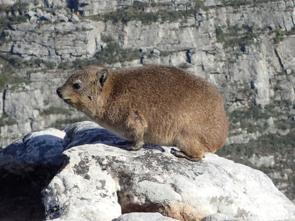 Hyraxes (Procaviidae) - Know Your Mammals