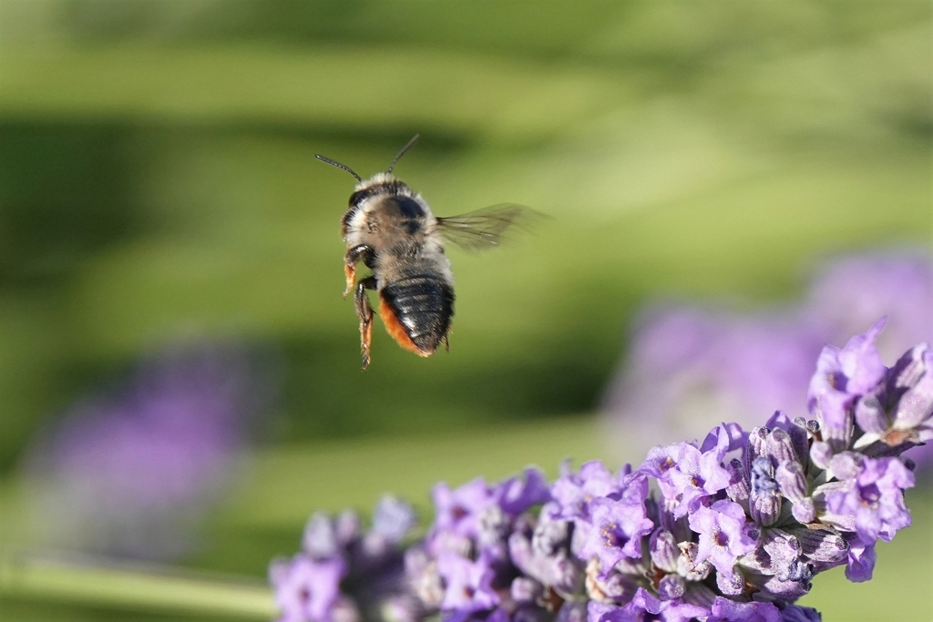 Black-and-gray Leafcutter Bee from Nanaimo, BC, Canada on July 24, 2022 ...