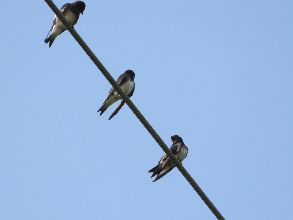 Sinaloa Martin from Tzitzio, Mich., México on July 7, 2022 at 10:13 AM ...
