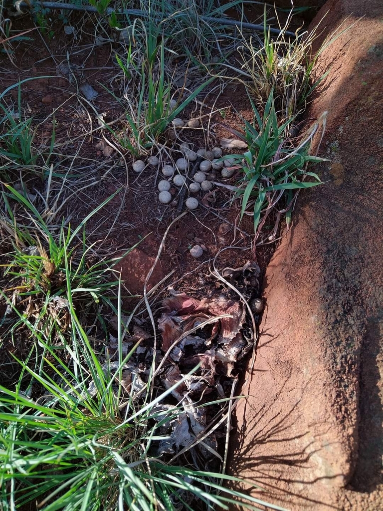 Jameson's Red Rockhare from Carletonville, 2499, South Africa on April ...