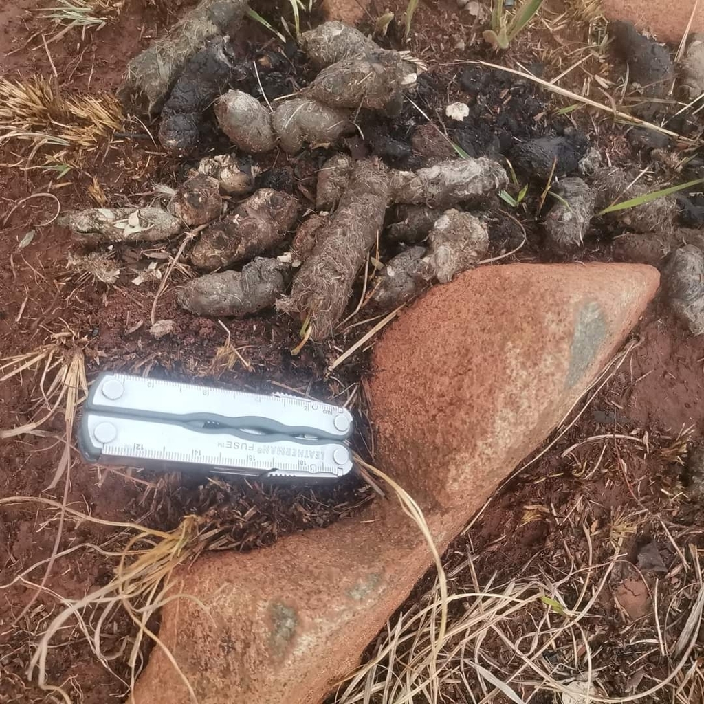 Genets from Carletonville, 2499, South Africa on March 16, 2022 by Kyle ...