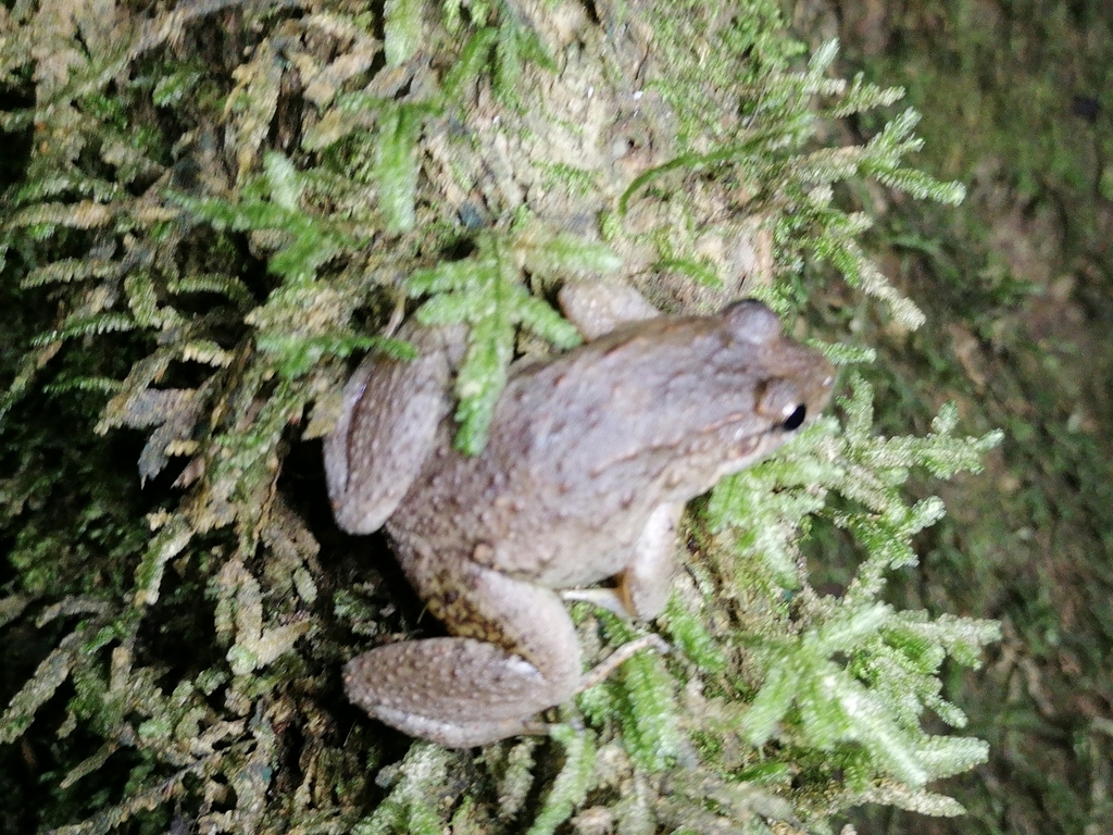 Smooth-skinned Ditch Frog from Tunapuna/Piarco Regional Corporation ...