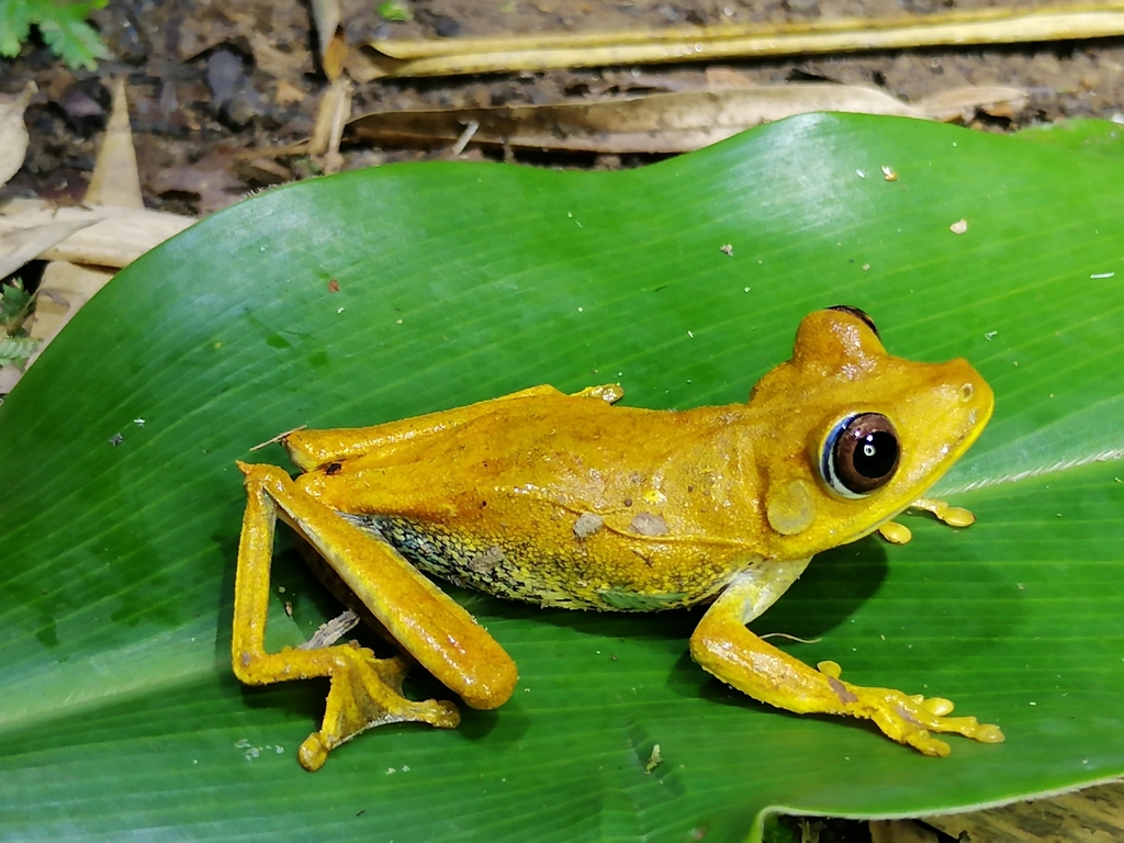 Map Tree Frog from Tunapuna/Piarco Regional Corporation, Trinidad and ...