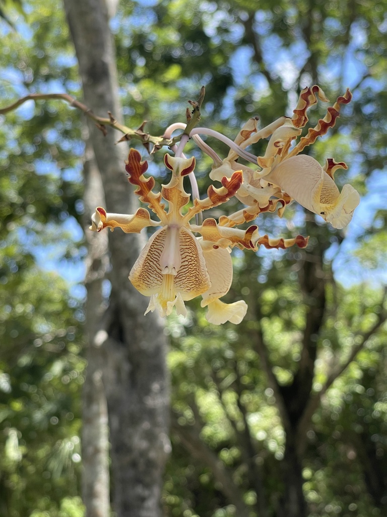 Myrmecophila christinae from San Gervasio Mayan Archaeological Site ...
