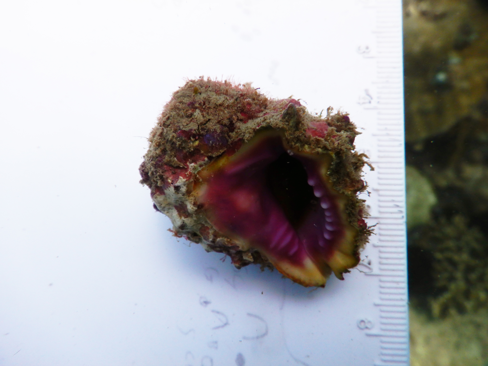 Drupa rubusidaeus Röding, 1798