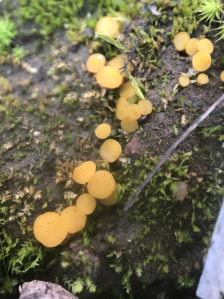 Higher Ascomycetes from Waite Conservation Reserve, Brown Hill Creek ...