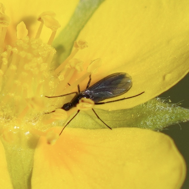 Flies from Division No. 6, Alberta, Canada on July 24, 2022 at 03:09 PM ...