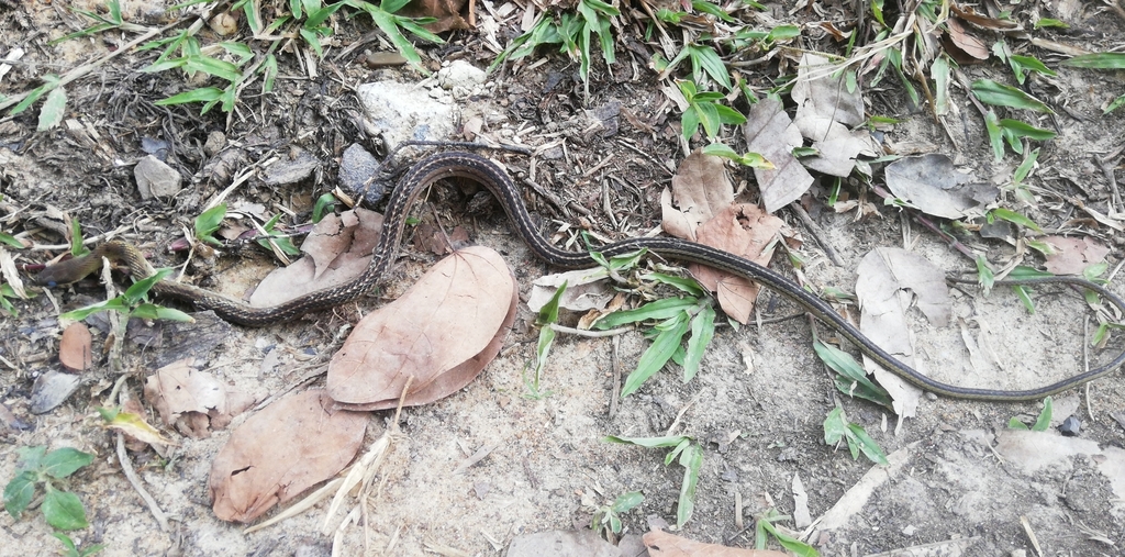 Forest Racer from Guaduas, CO-CU, CO on July 16, 2022 at 03:15 PM by ...