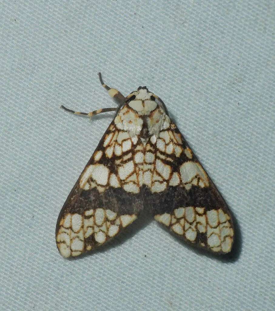 Tiger Moths and Allies from Brazil - MT - Alta Floresta - Cristalino ...