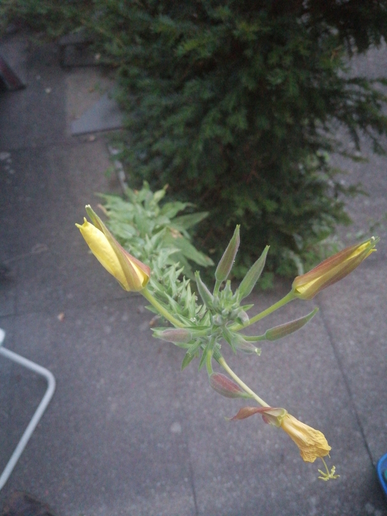 evening primrose family in July 2022 by Jokko Marat · iNaturalist