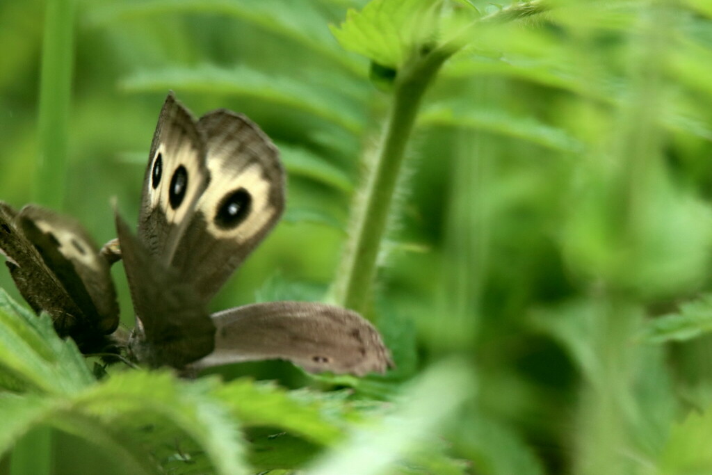 Common Wood-Nymph from Twinsburg, OH 44087, USA on July 23, 2022 at 12: ...