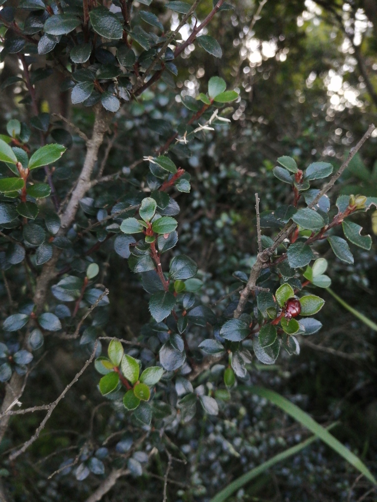 African Boxwood from Amajuba, South Africa on February 9, 2022 at 06:28 ...