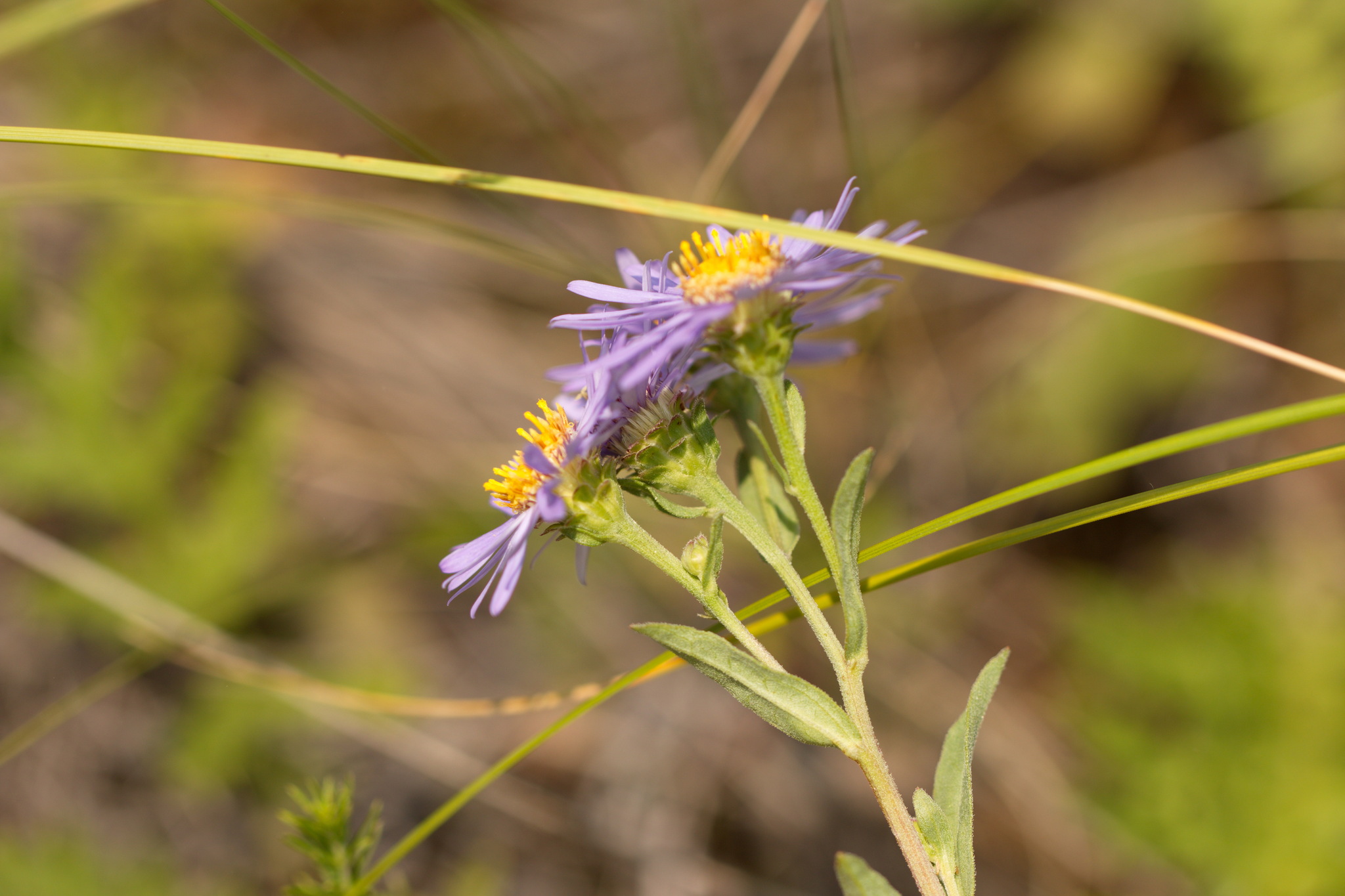 Aster amellus L.