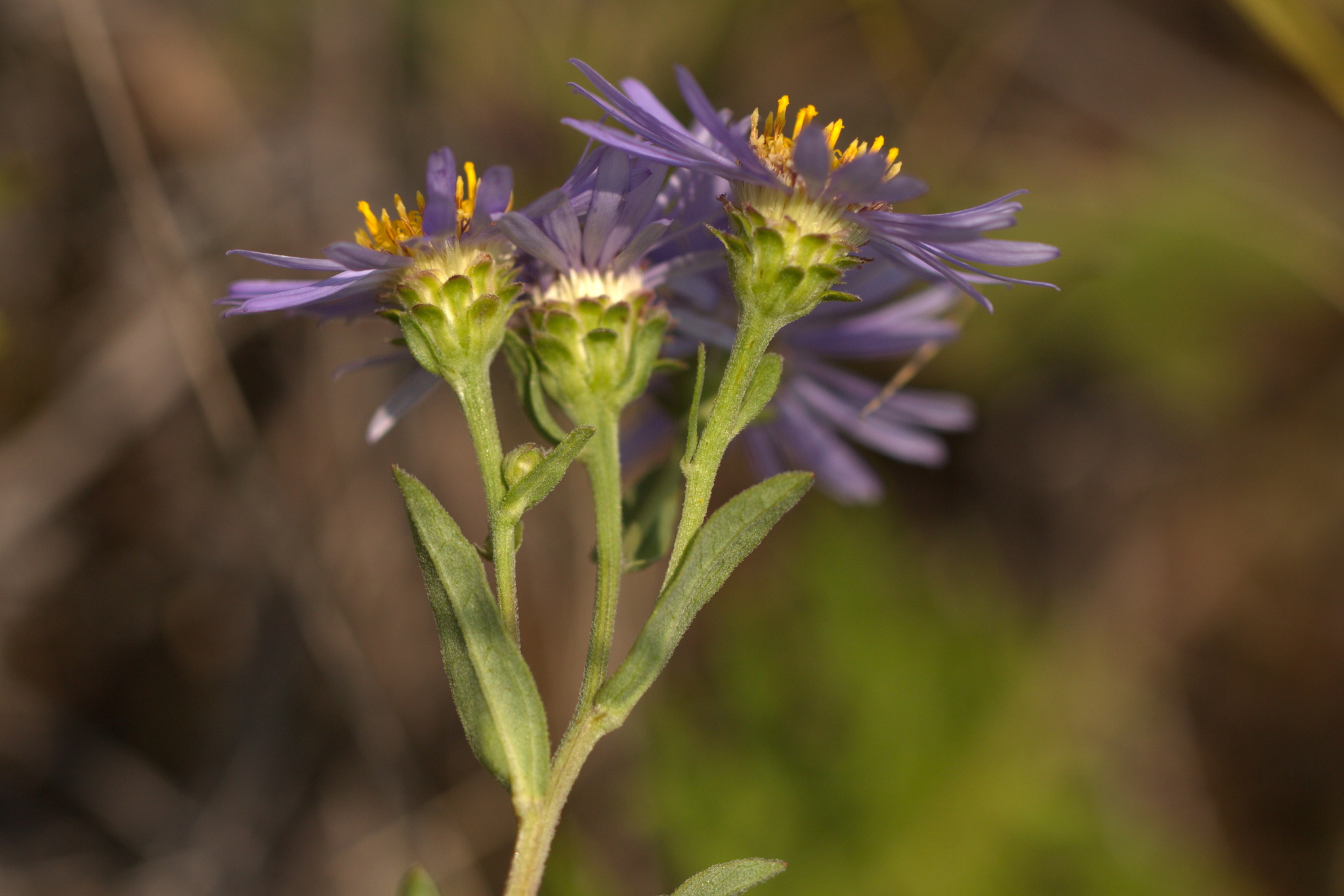 Aster amellus L.