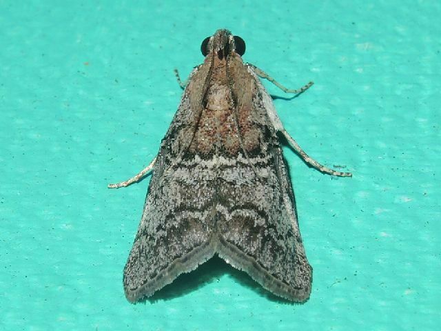 Maple Webworm Moth in July 2022 by privatenoaccess. Then sometimes the ...