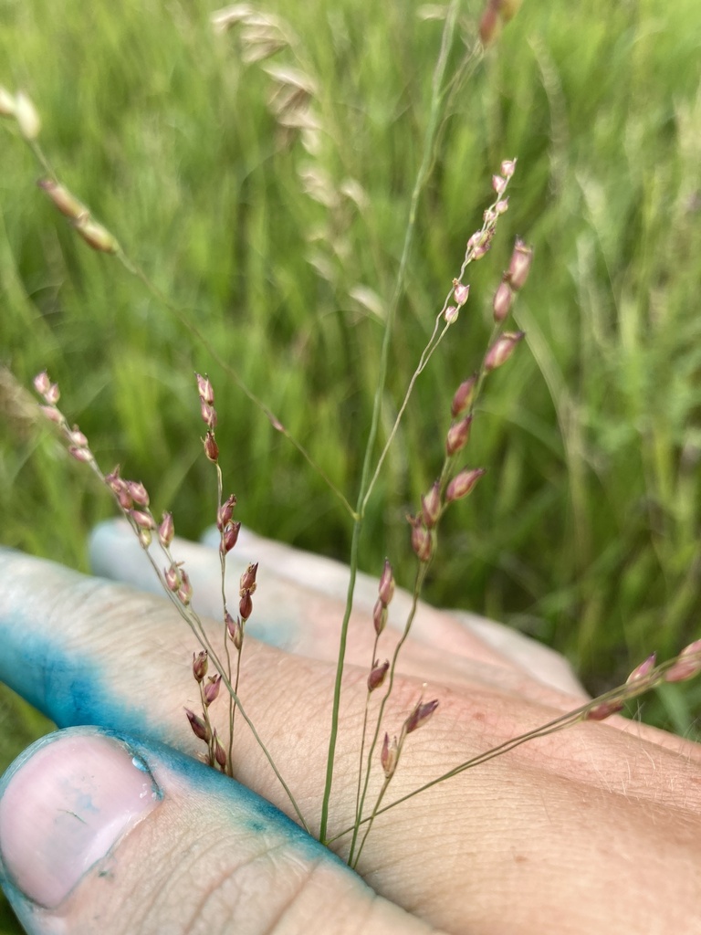 switchgrass from Bellingham, MN, US on July 25, 2022 at 03:24 PM by ...