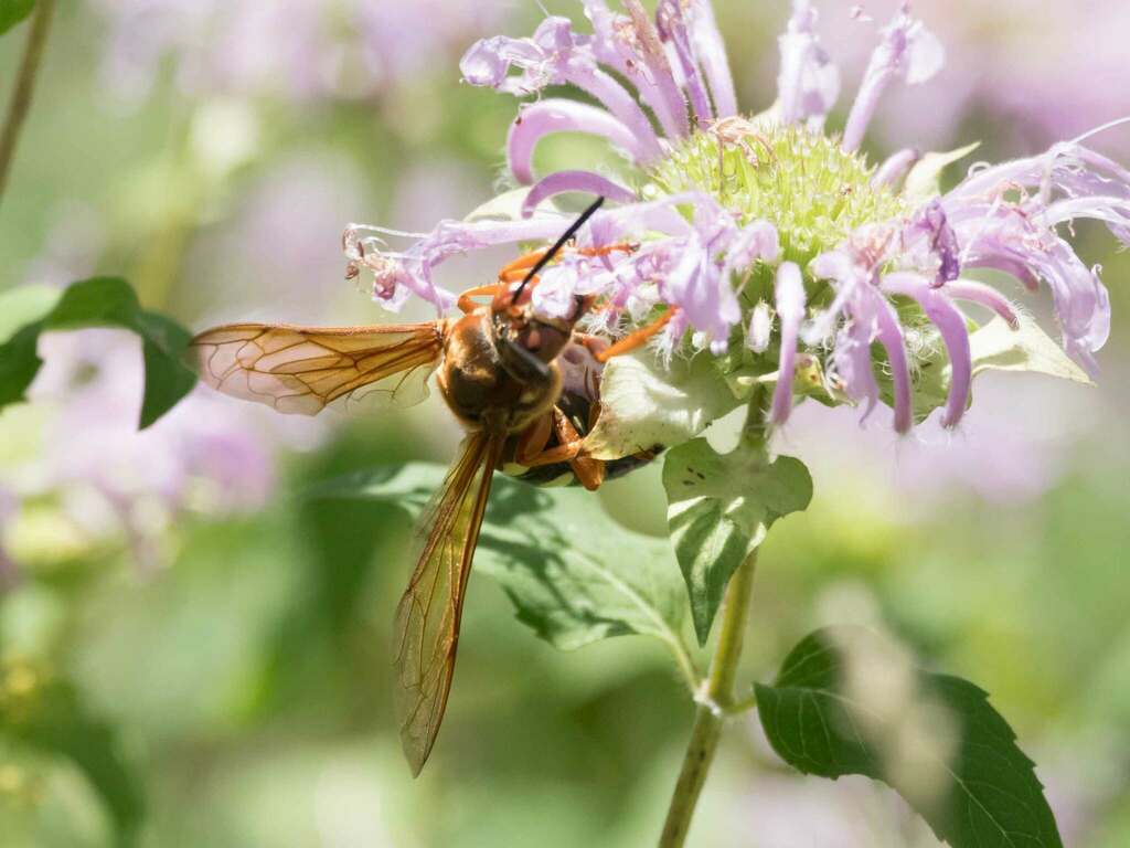 Eastern Cicada-killer Wasp from Harrison, Minneapolis, MN, USA on July ...