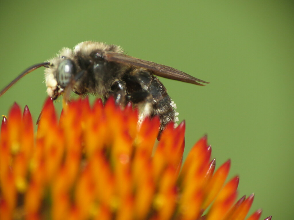 Two-spotted Longhorn Bee from Rockford, IL, USA on July 25, 2022 at 03: ...