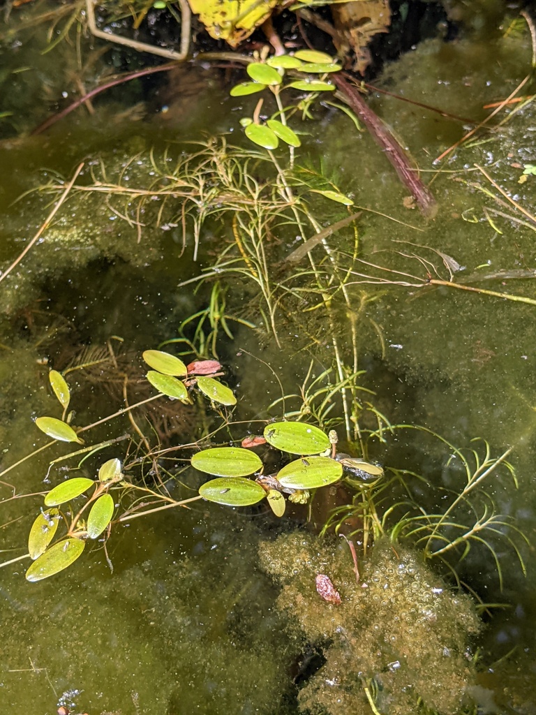 Spiral Pondweed (Freshwater Aquatic Plants and Algae of Massachusetts ...