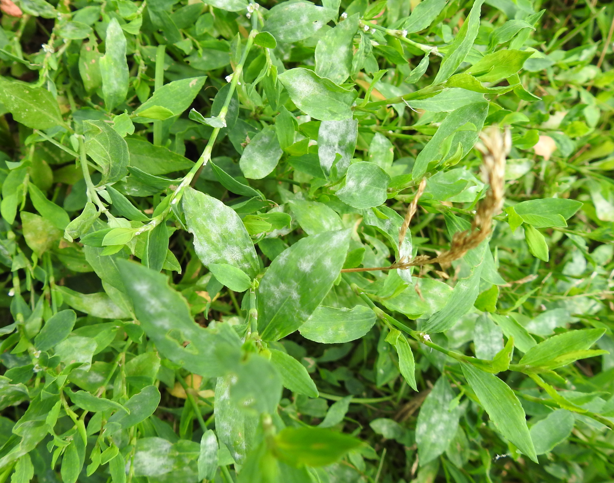 Erysiphe polygoni DC.