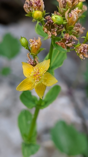 variedad Hypericum undulatum boeticum · NaturaLista Colombia