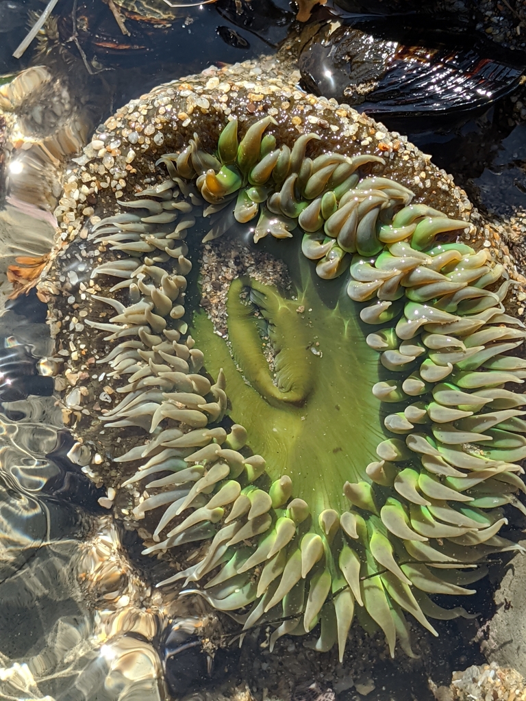 Giant Green Anemone from Davenport, CA 95017, USA on July 18, 2022 at ...