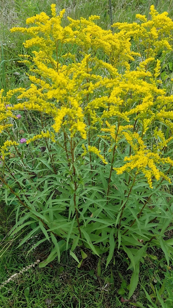 early goldenrod from Mid-County Trail, Elgin, IL 60124, USA on July 21 ...