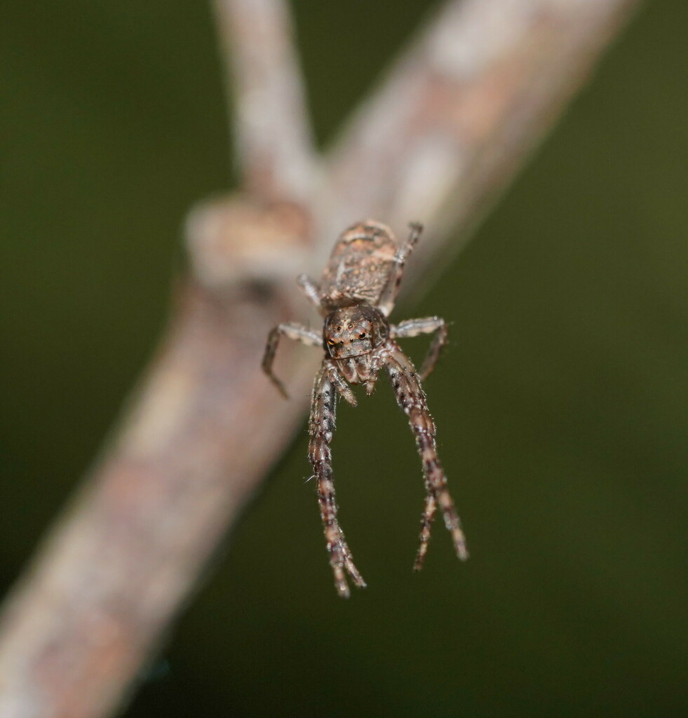 Octopus Spiders from Steiglitz VIC 3331, Australia on July 21, 2022 at ...